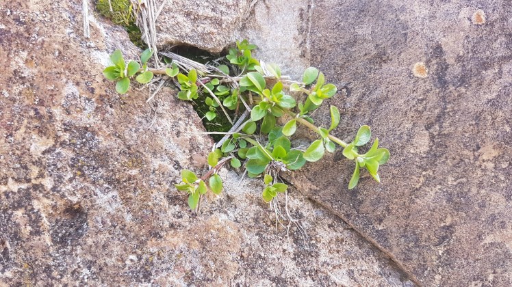 Grow with us – Treecreate