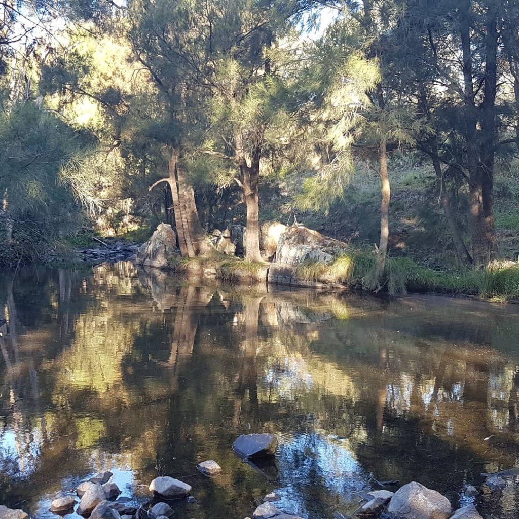 Tree grounding meditation – Treecreate