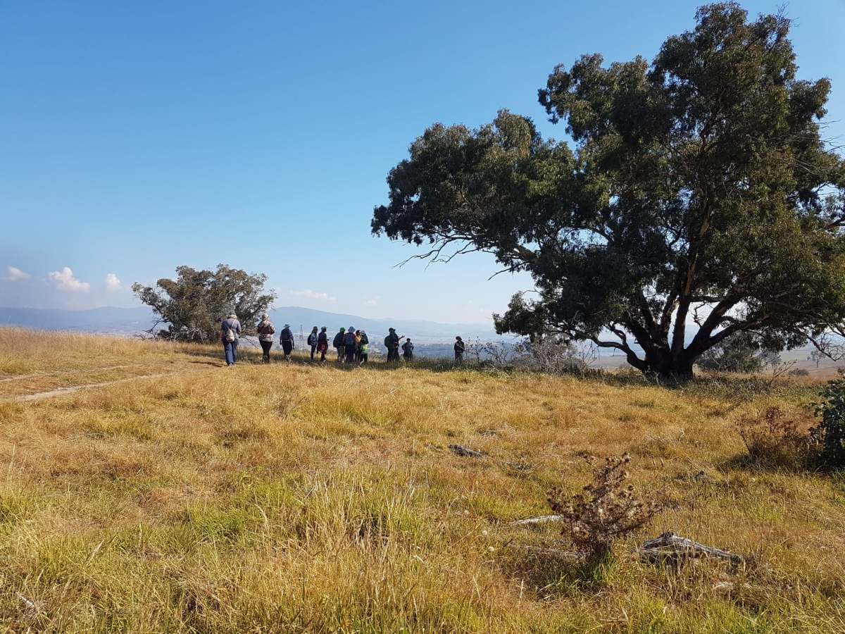 Tree grounding meditation – Treecreate