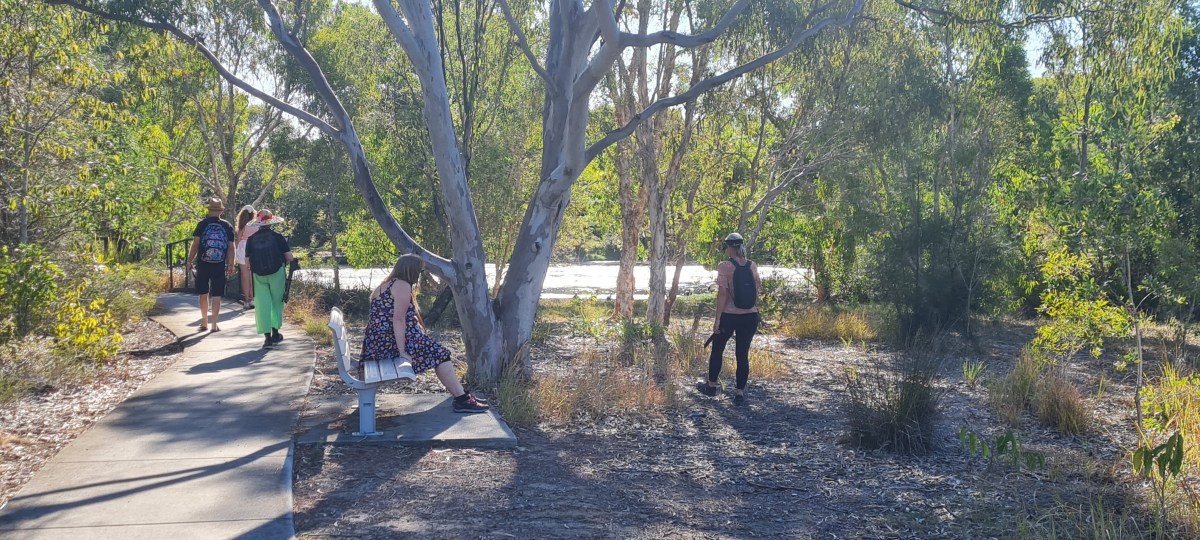 Treecreative walk at Bibimulya Wetlands – Treecreate